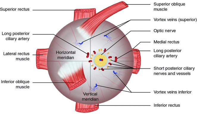 The Eyeball: Some Basic Concepts | SpringerLink
