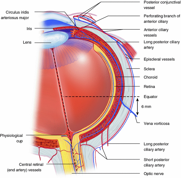The Blood Supply to the Eyeball | SpringerLink