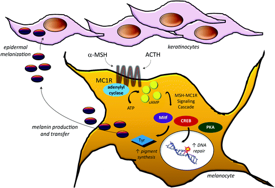 Melanocortin 1 Receptor Mc1r As A Global Regulator Of Cutaneous Uv