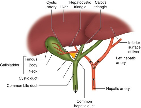 General and Emergency Surgery | SpringerLink