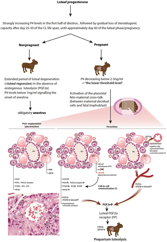 Regulation of Corpus Luteum Function in the Domestic Dog ( Canis ...