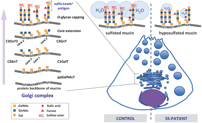 Mucins in Salivary Gland Development, Regeneration, and Disease ...