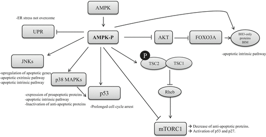 AMPK Regulation of Cell Growth, Apoptosis, Autophagy, and Bioenergetics ...