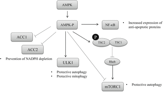 AMPK Regulation of Cell Growth, Apoptosis, Autophagy, and Bioenergetics ...