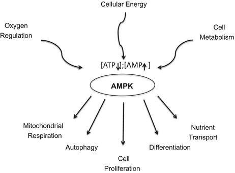 AMPK and Placental Progenitor Cells | SpringerLink