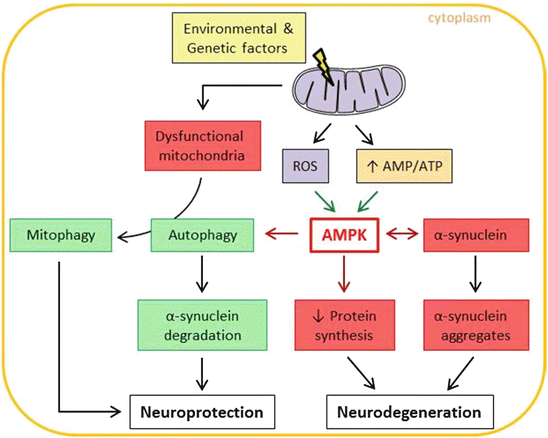 AMPK in Neurodegenerative Diseases | SpringerLink