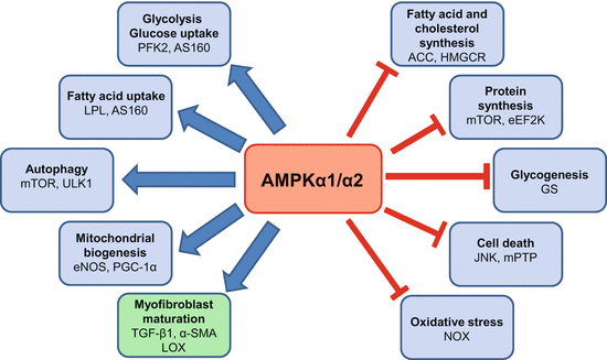 AMPK in Cardiovascular Diseases | SpringerLink