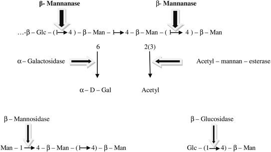 Mannanase | SpringerLink