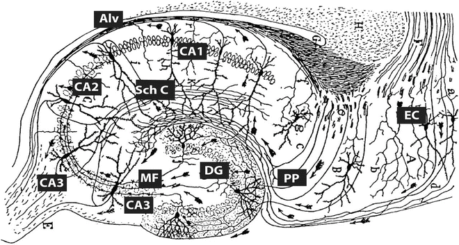 Hippocampus, Spatial Memory and Neuroimmunomodulation | SpringerLink
