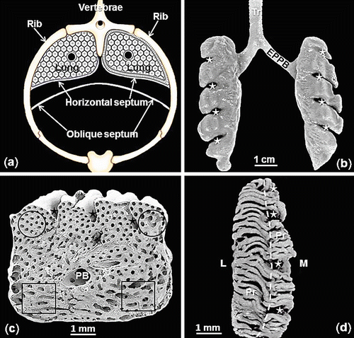 Functional Design of the Mature Avian Respiratory System | SpringerLink