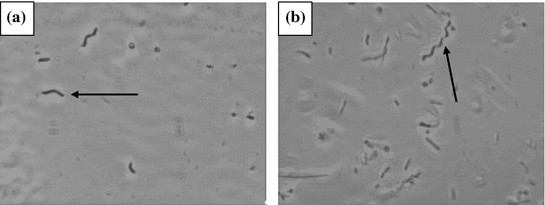 Microbiologically Influenced Corrosion (MIC) | SpringerLink