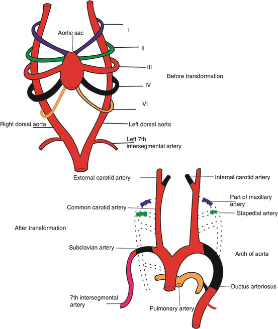 Cardiovascular System Embryology and Development | SpringerLink