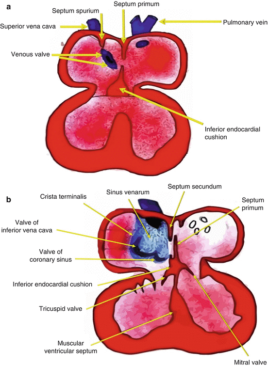 Cardiovascular System Embryology and Development | SpringerLink