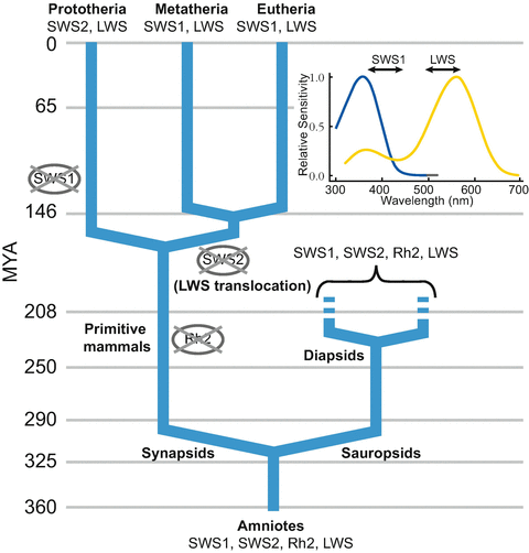 Evolution of Color Vision | SpringerLink