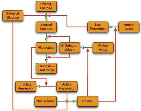 The Lactose Operon | SpringerLink