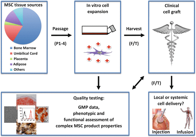 Cryopreserved or Fresh Mesenchymal Stromal Cells: Only a Matter of ...