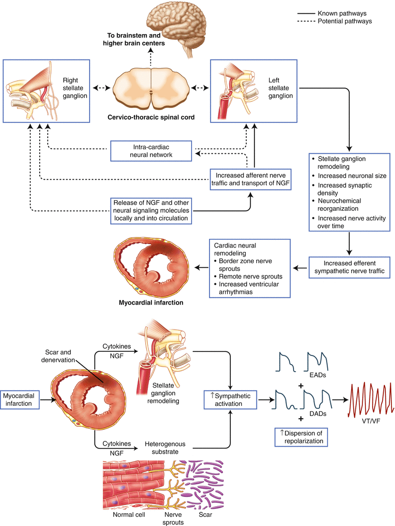 Neural Control of Cardiac Function in Health and Disease | SpringerLink