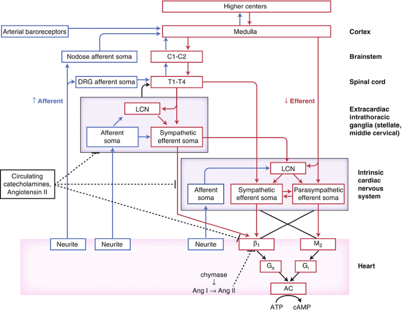 Neural Control of Cardiac Function in Health and Disease | SpringerLink