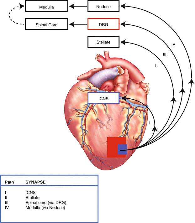 Neural Control of Cardiac Function in Health and Disease | SpringerLink