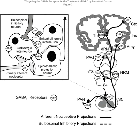 Targeting the GABAB Receptor for the Treatment of Pain | SpringerLink