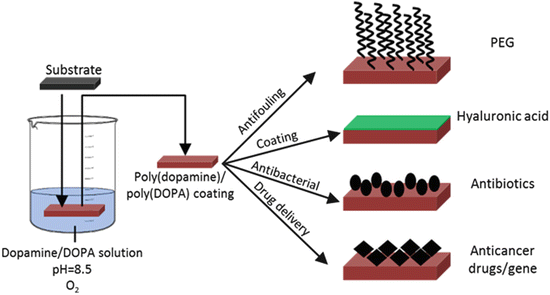 Biomimetic Adhesives and Coatings Based on Mussel Adhesive Proteins ...