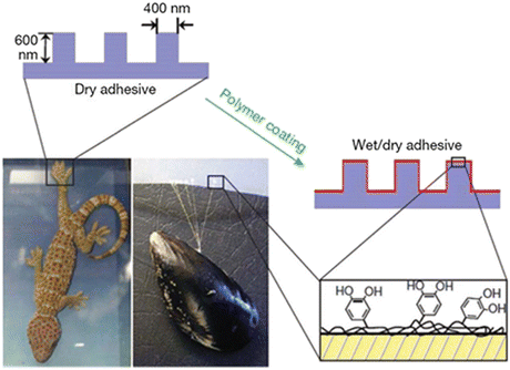 Biomimetic Adhesives and Coatings Based on Mussel Adhesive Proteins ...