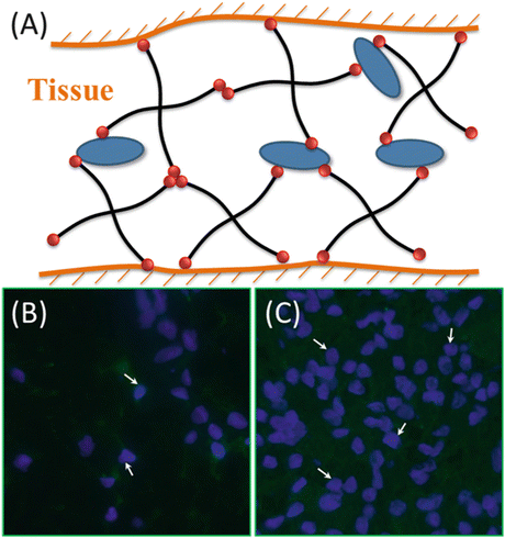 Biomimetic Adhesives and Coatings Based on Mussel Adhesive Proteins ...