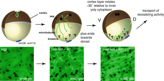 Vertebrate Axial Patterning: From Egg to Asymmetry | SpringerLink