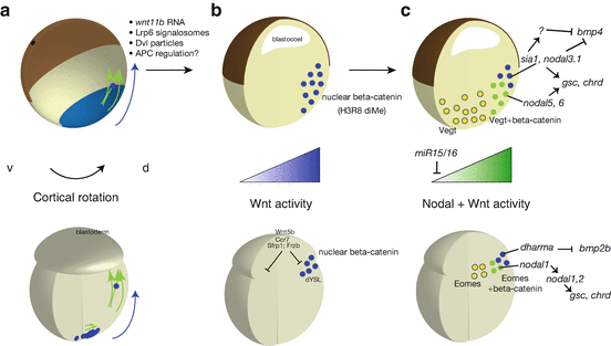 Vertebrate Axial Patterning: From Egg to Asymmetry | SpringerLink