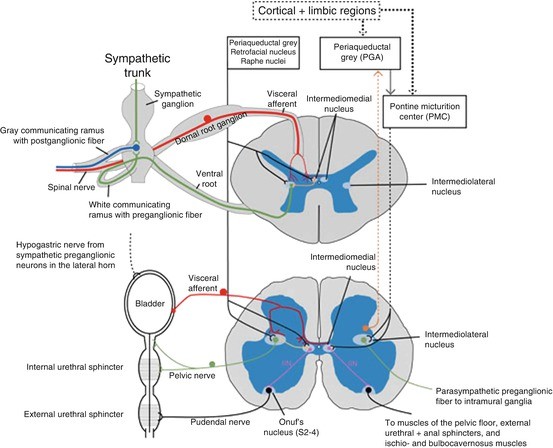 Functional Neuroanatomy of the Spinal Cord | SpringerLink