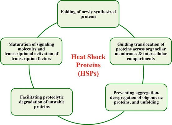 Role Of Heat Shock Proteins In Improving Heat Stress Tolerance In Crop role-of-heat-shock-proteins-in-improving-heat-stress-tolerance-in-crop