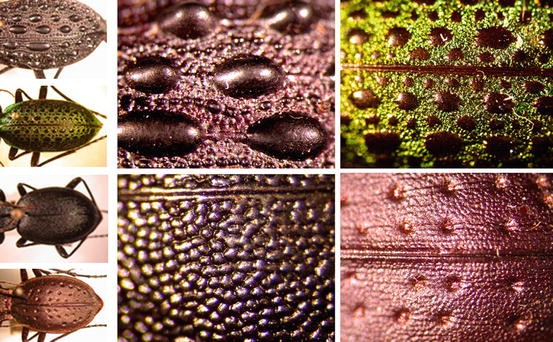 Insect-Inspired Architecture: Insects and Other Arthropods as a Source ...