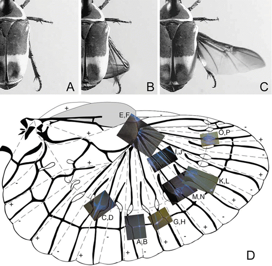 Insect-Inspired Architecture: Insects and Other Arthropods as a Source ...