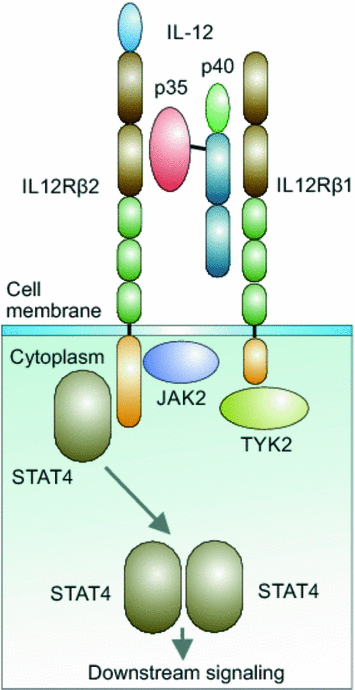 Biology of IL-12 | SpringerLink