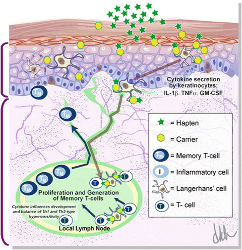 The Murine Local Lymph Node Assay | SpringerLink