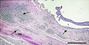 Caprine Arthritis-Encephalitis | SpringerLink
