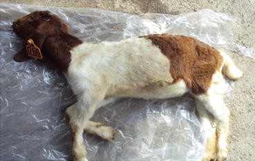 Caprine Arthritis-Encephalitis | SpringerLink