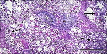 Caprine Arthritis-Encephalitis | SpringerLink