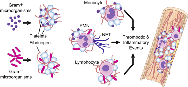 Platelets and Bacterial Infections | SpringerLink