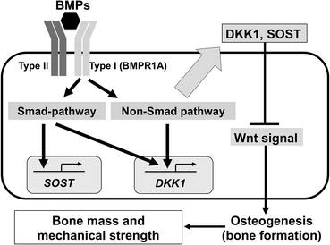 Embryonic Skeletogenesis and Craniofacial Development | SpringerLink