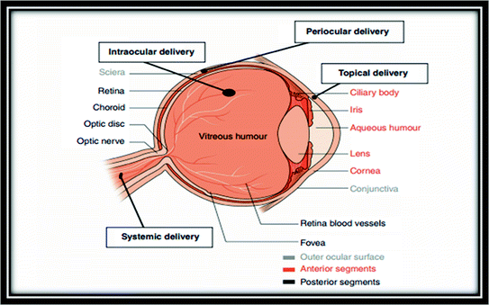 Drug Delivery to Specific Compartments of the Eye | SpringerLink