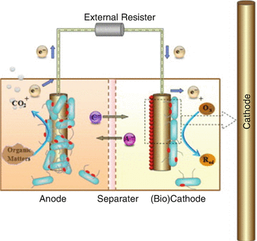 Renewable Bio-anodes for Microbial Fuel Cells | SpringerLink