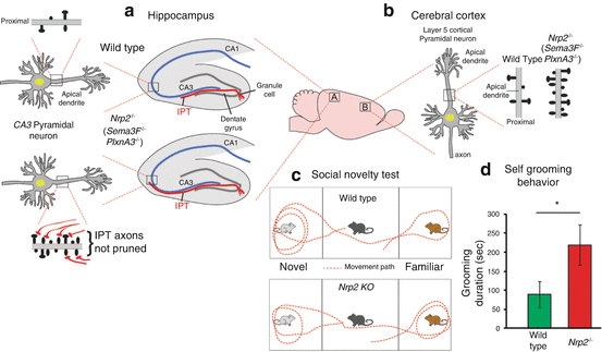 Functions of Neuropilins in Wiring the Nervous System and Their Role in ...