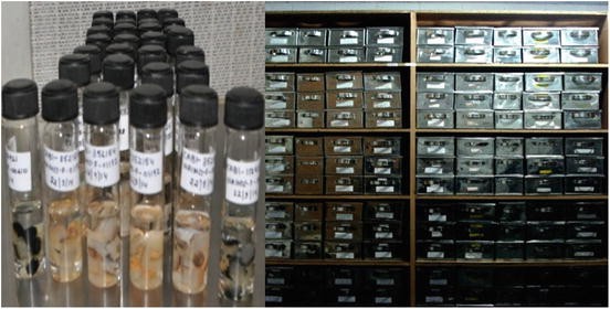 Microbial Cultures: Maintenance, Preservation and Registration ...