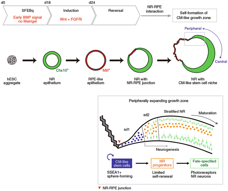 Retinal Organoids: An Emerging Technology for Retinal Disease Research ...