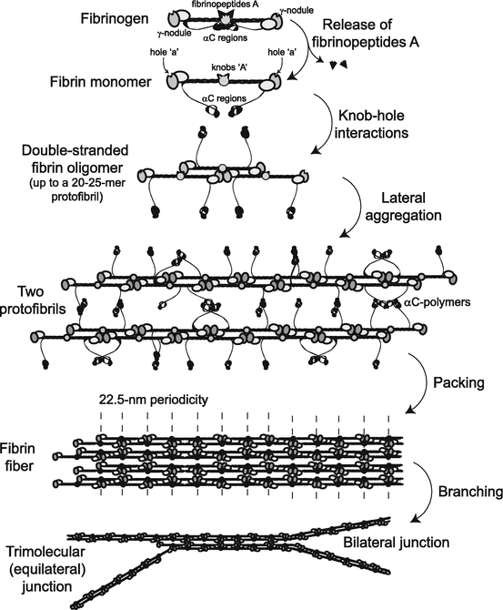 Fibrin Formation, Structure and Properties | SpringerLink