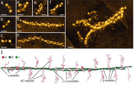 Fibrin Formation, Structure and Properties | SpringerLink