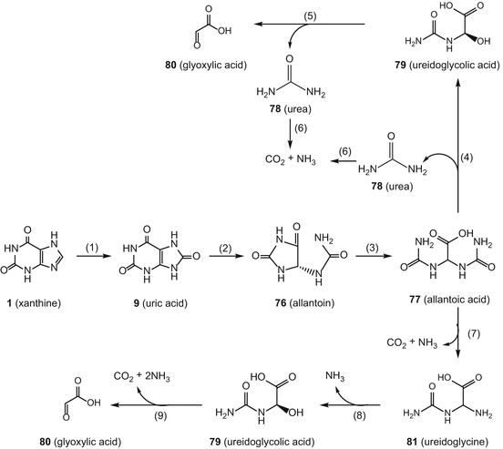 Xanthine Alkaloids: Occurrence, Biosynthesis, and Function in Plants ...