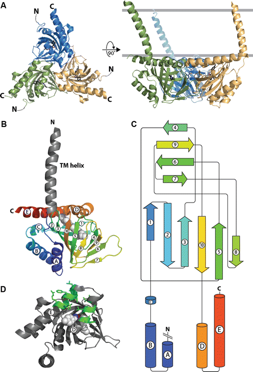 A Review of the Human Sigma-1 Receptor Structure | SpringerLink