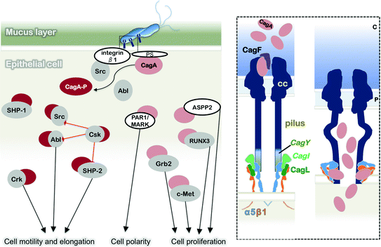 Structural Insights into Helicobacter pylori Cag Protein Interactions ...